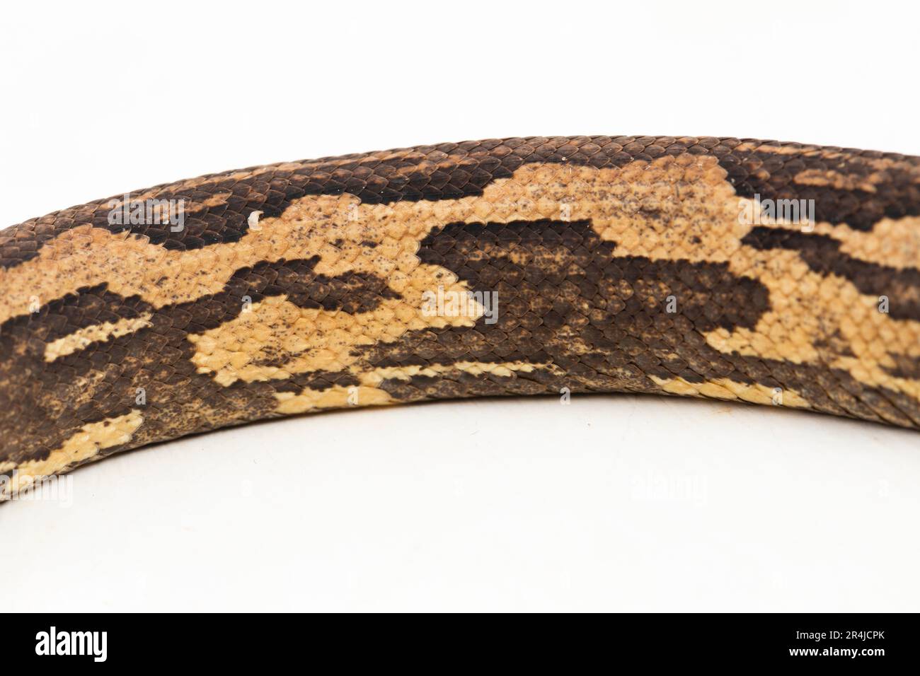 the Indonesian tree boa Candoia carinata or Pacific ground boa snake ...