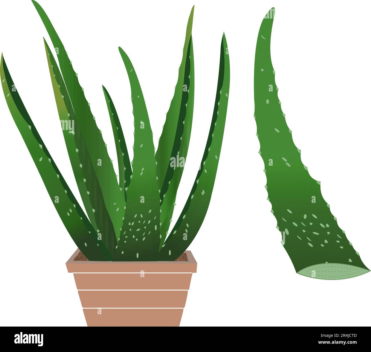Aloevera Realistic vector illustration, aloe vera vector plant in top ...