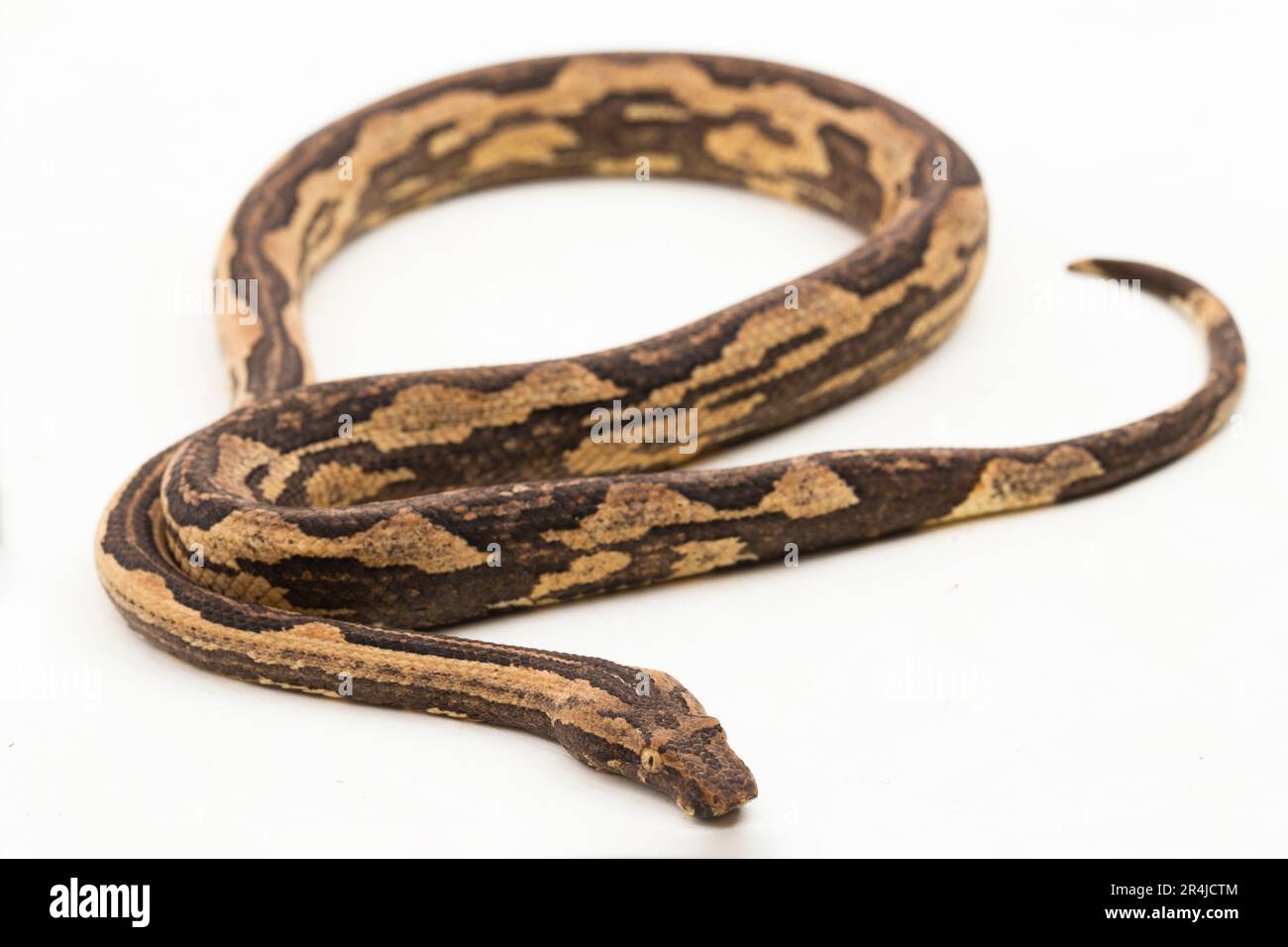 the Indonesian tree boa Candoia carinata or Pacific ground boa snake ...