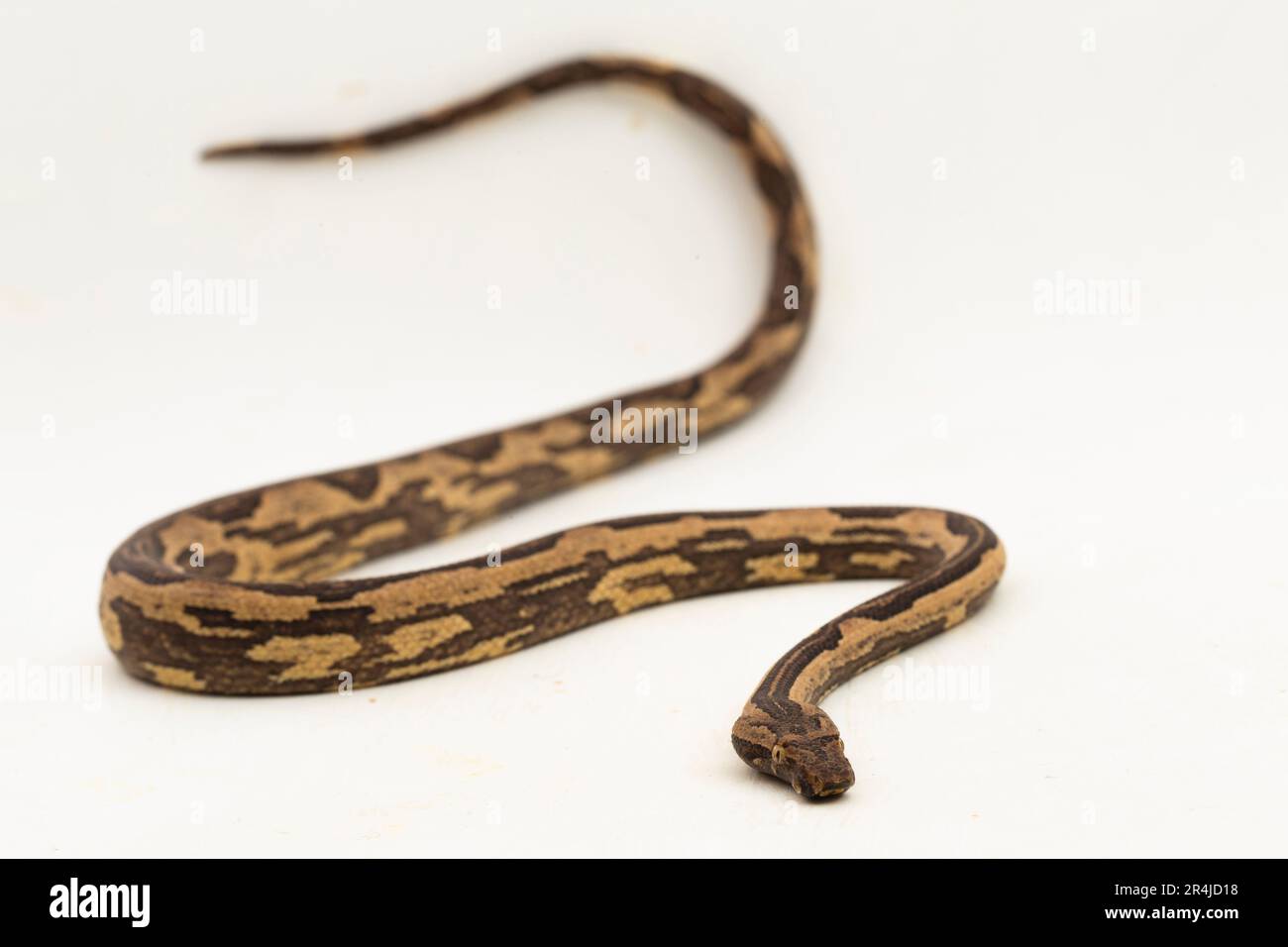 the Indonesian tree boa Candoia carinata or Pacific ground boa snake ...