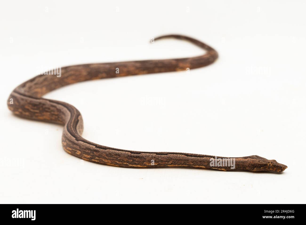 the Indonesian tree boa Candoia carinata or Pacific ground boa snake ...