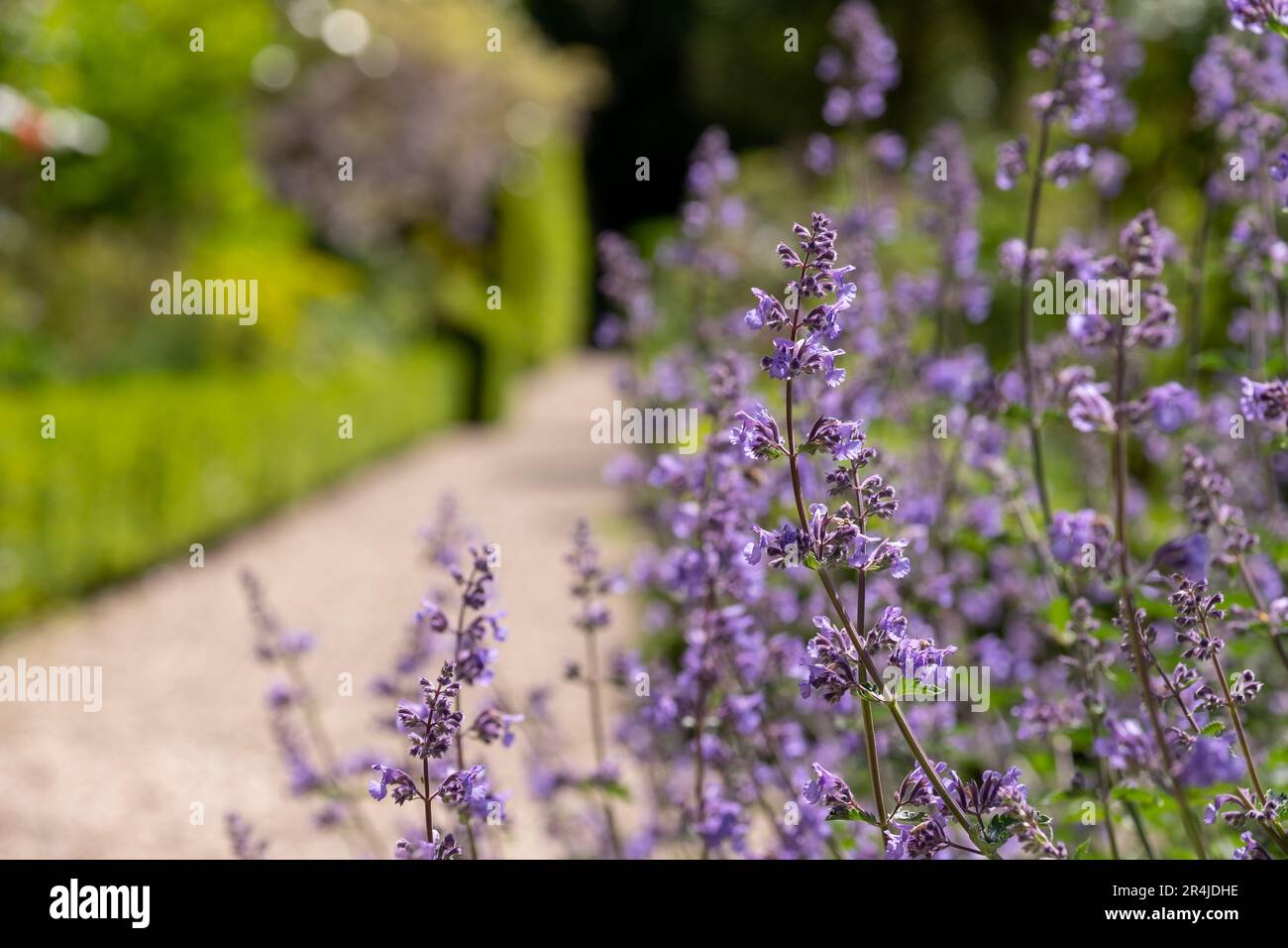 Nepeta racemosa catmint hi-res stock photography and images - Alamy