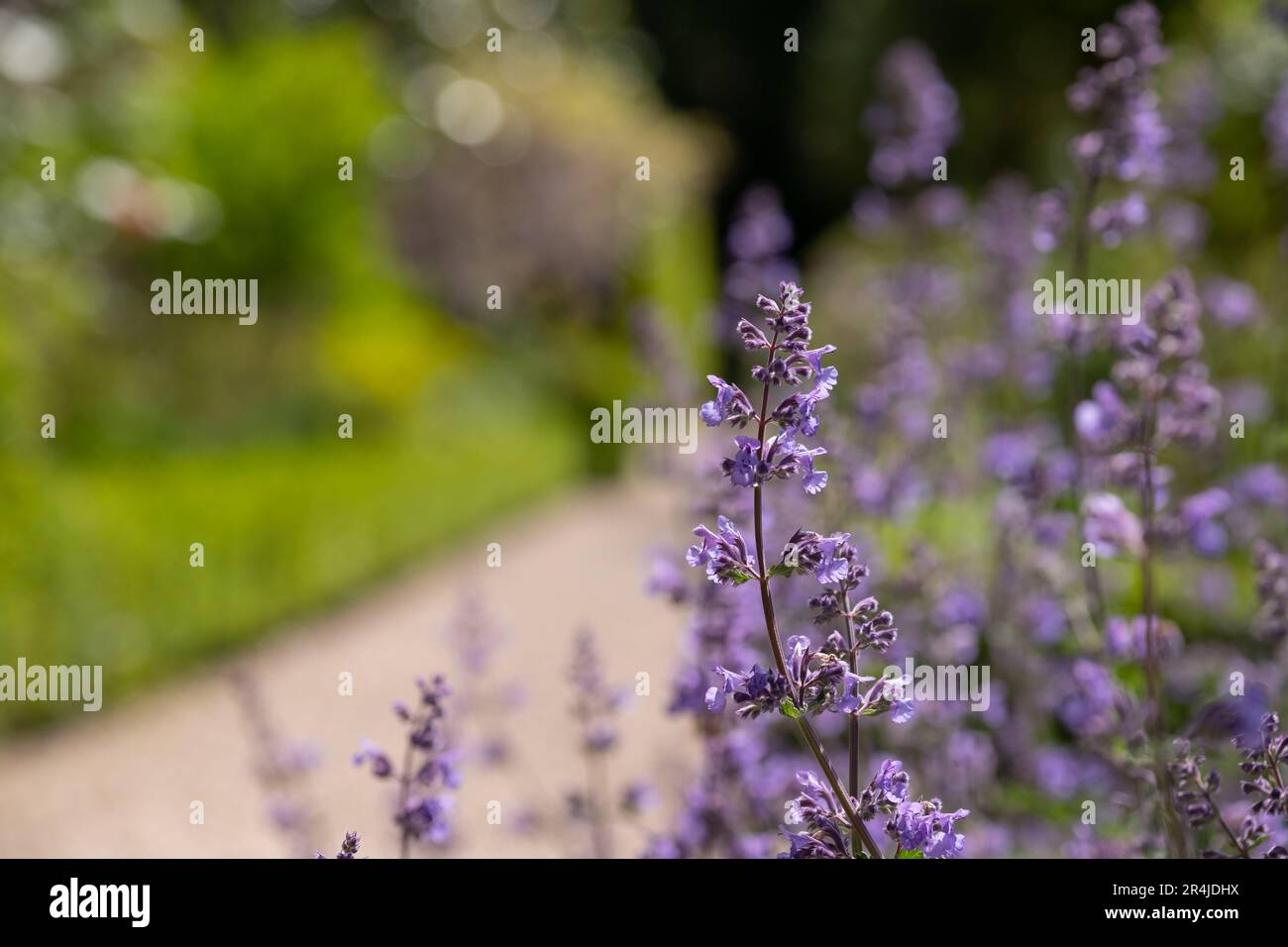 Purple spikes of Nepeta Racemosa catmint catnip growing next to a path ...