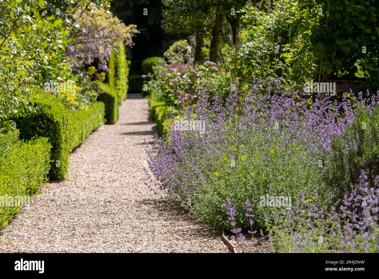 Purple spikes of Nepeta Racemosa catmint catnip growing next to a path ...