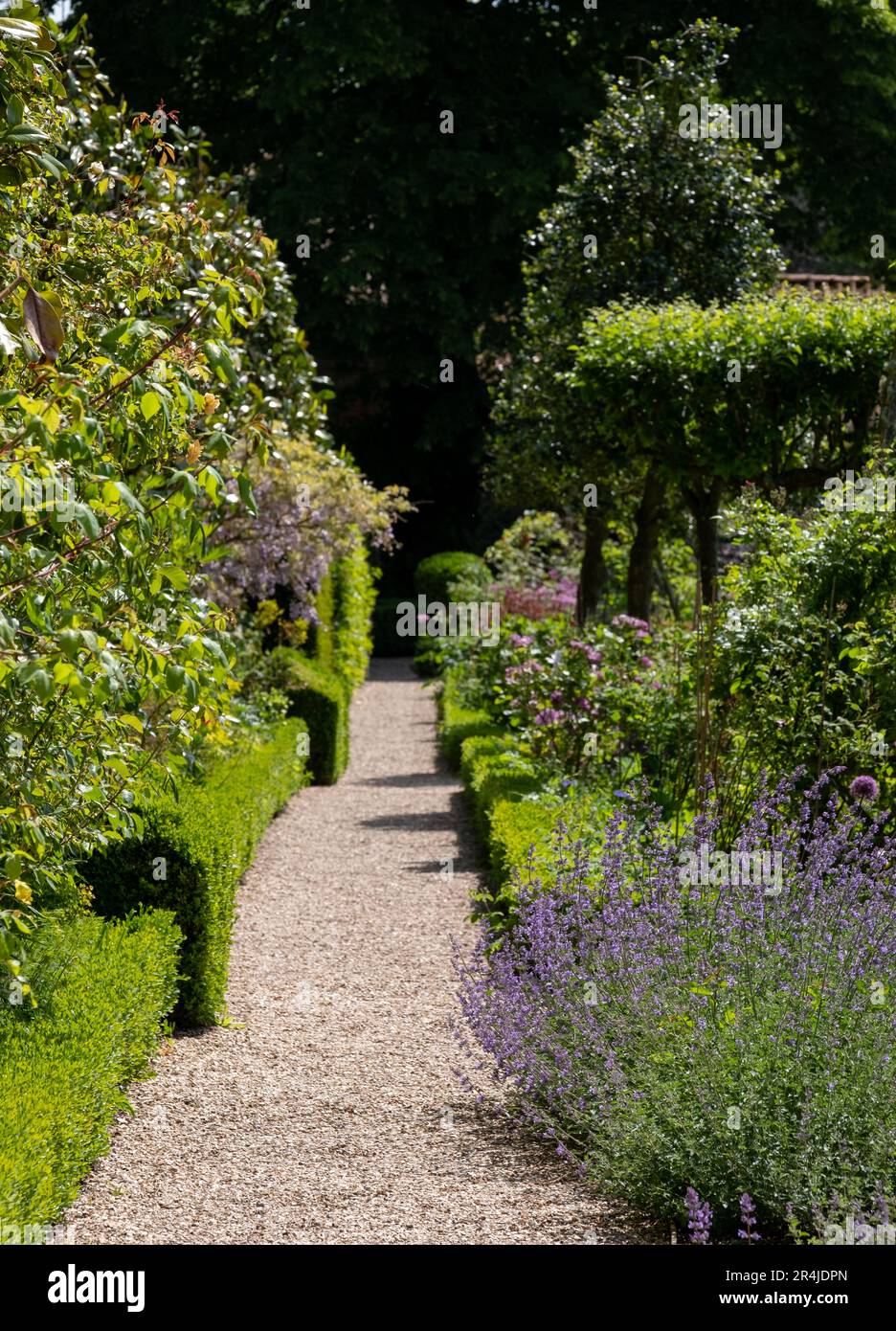 Purple spikes of Nepeta Racemosa catmint catnip growing next to a path ...