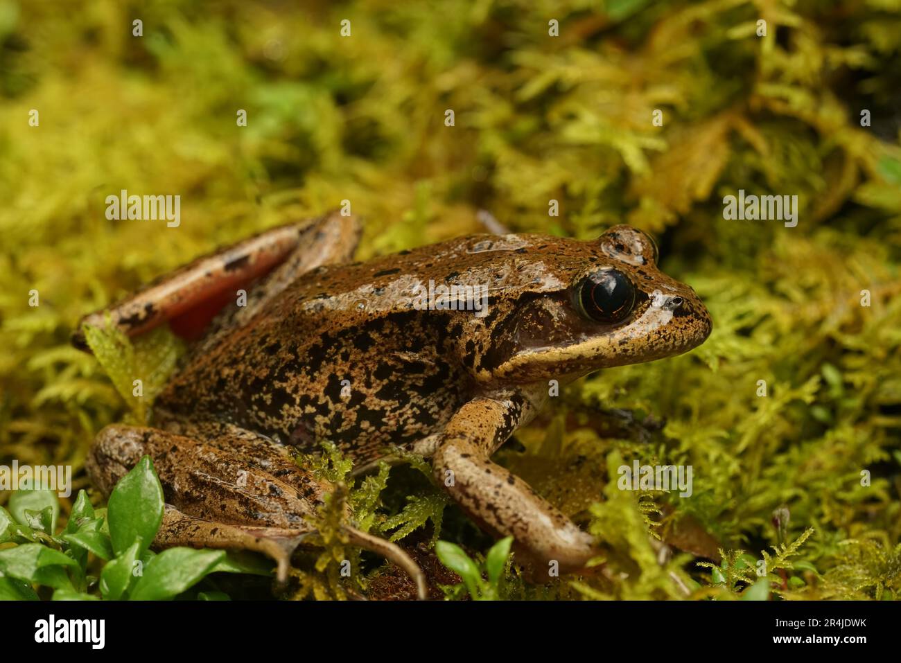 Natural closup of an endangered adult red-legged frog , Rana aurorae on ...