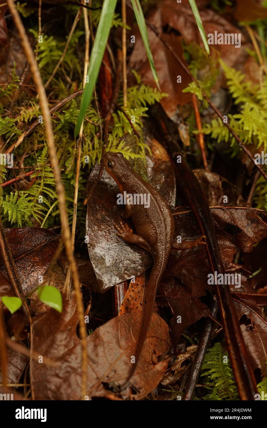 Rough skinned newt hi-res stock photography and images - Alamy