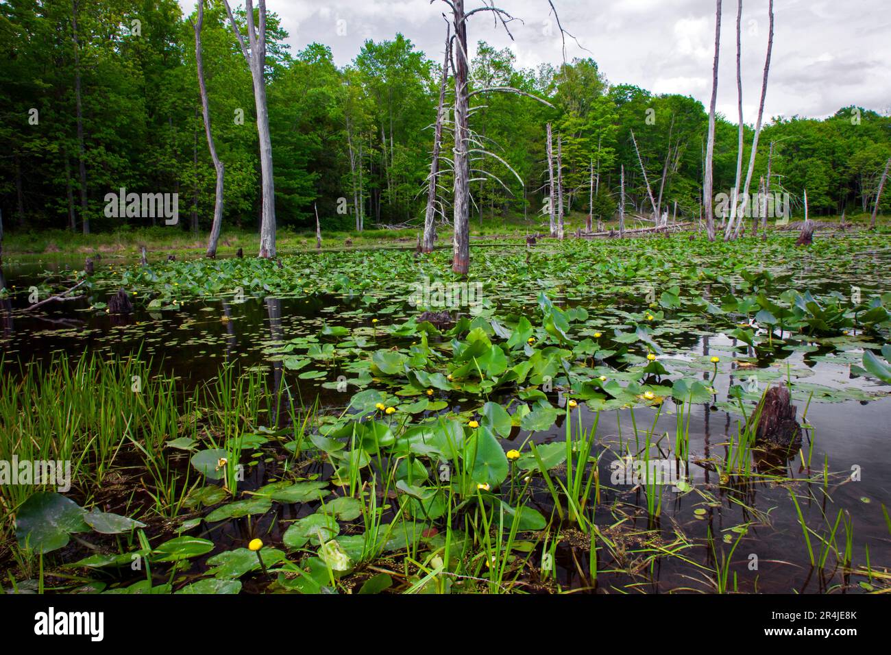 A eutrophic beaver created pond in Pennsylvania's Pocono Mountains ...