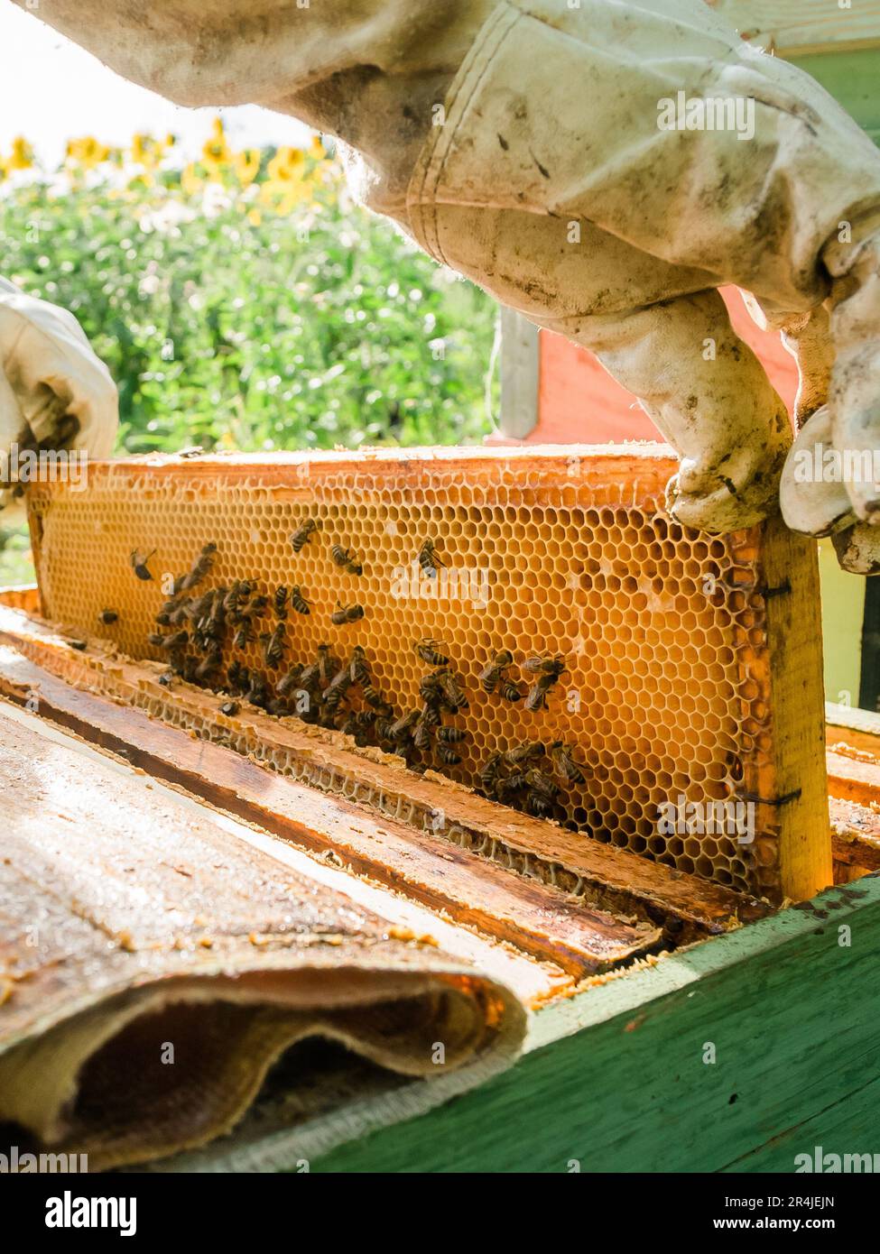 Beekeeper removing honeycomb from beehive. Person in beekeeper suit ...