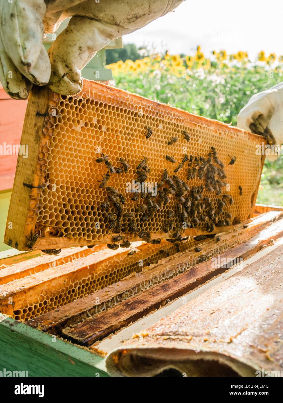 Beekeeper removing honeycomb from beehive. Person in beekeeper suit ...