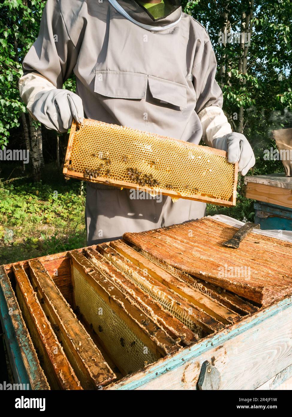 Beekeeper removing honeycomb from beehive. Person in beekeeper suit ...