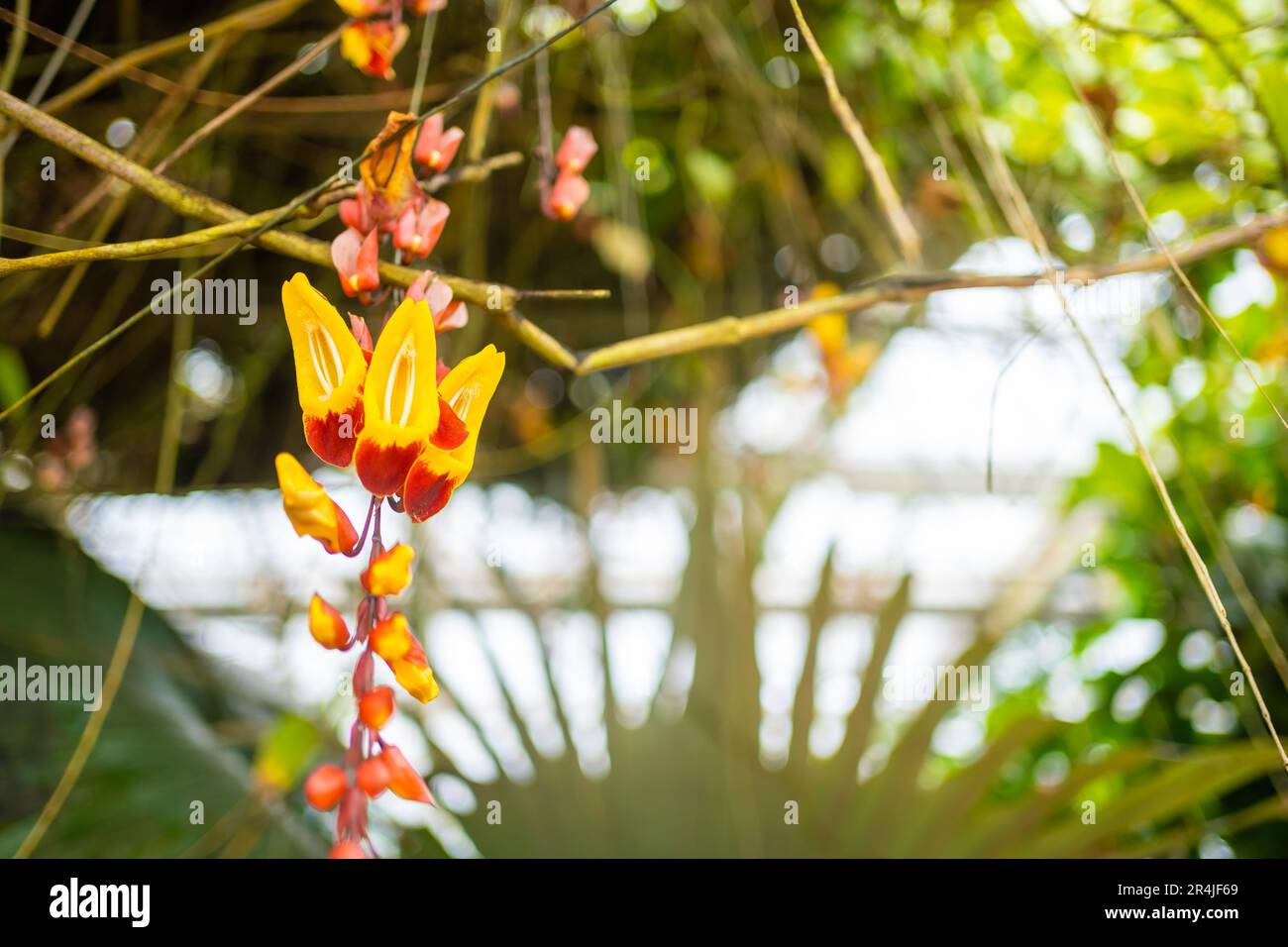 Orchid in the giant greenhouse with tropic plants in Botanic Garden ...