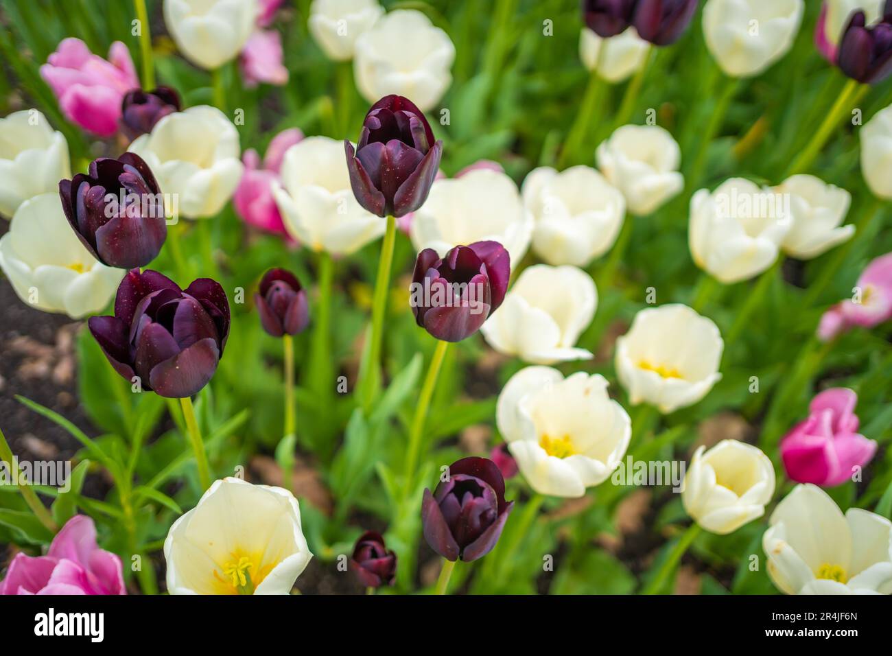 Bright yellow varieties hi-res stock photography and images - Alamy