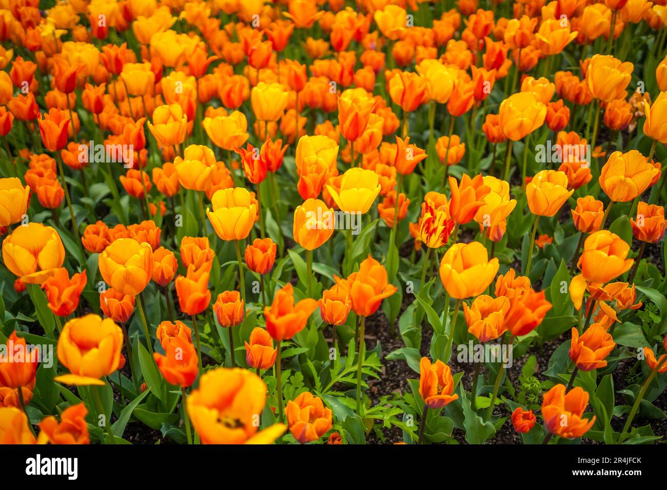 Red and orange tulip field like nature background in Prague, Czech ...