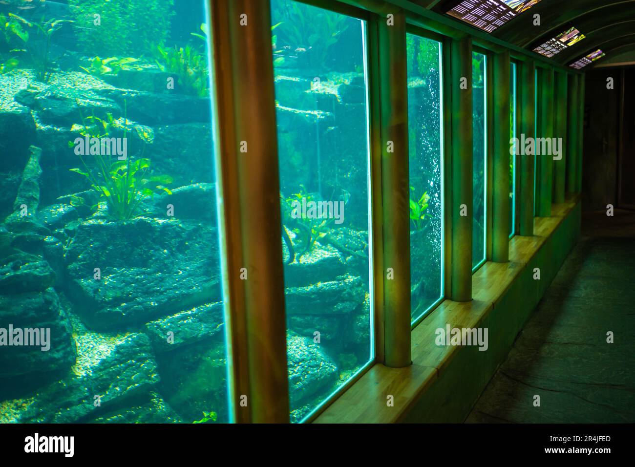 Botanic fish hi-res stock photography and images - Alamy