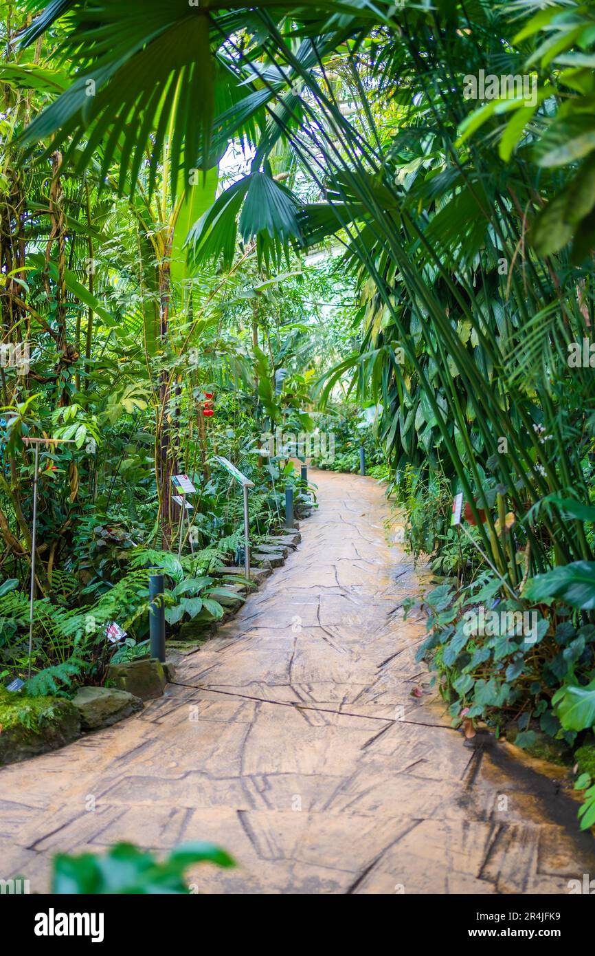 Interior of the giant greenhouse with tropic plants in Botanic Garden ...