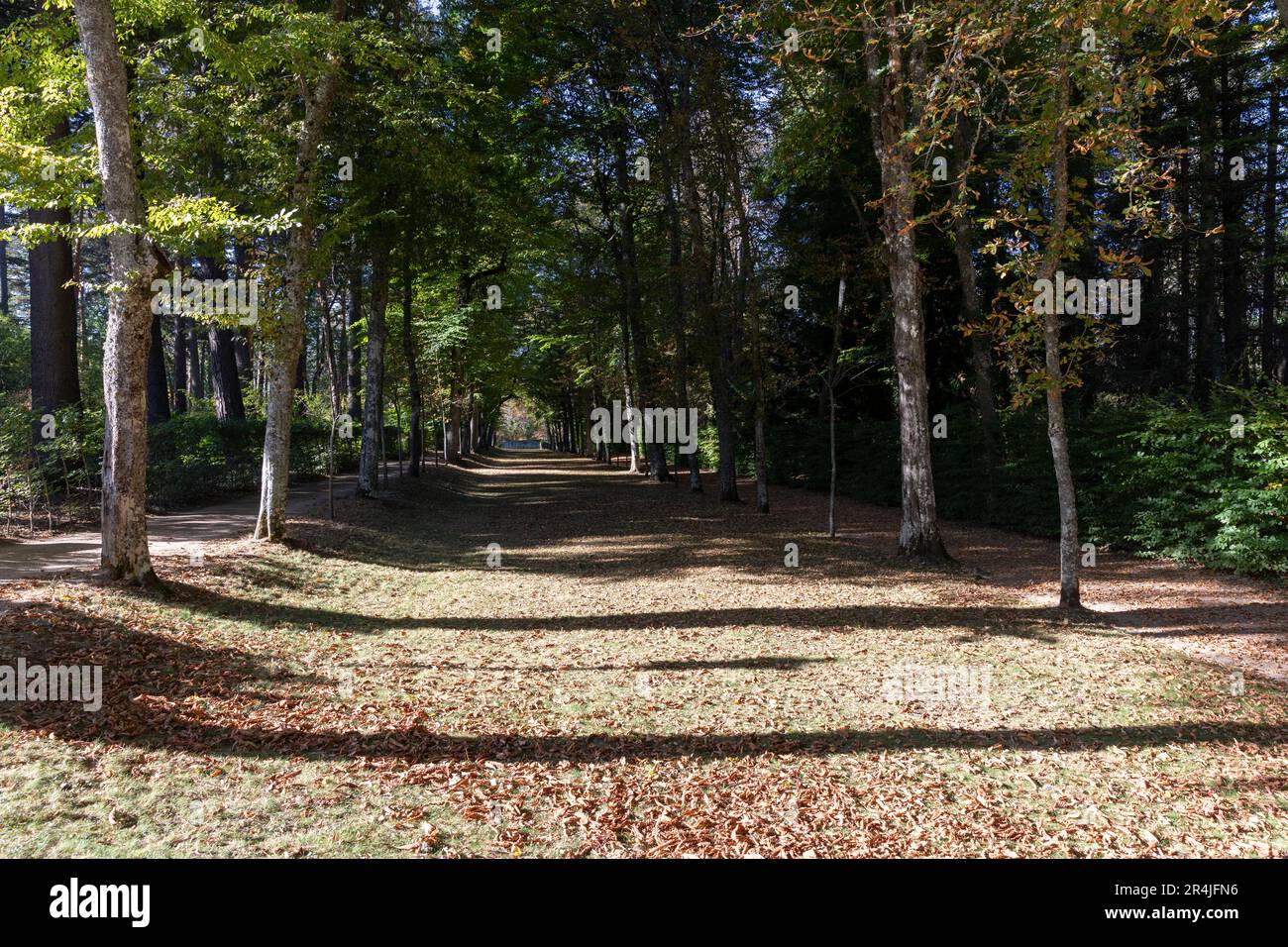 Path with sun and shadows of trees with earthen ground and leaves in ...