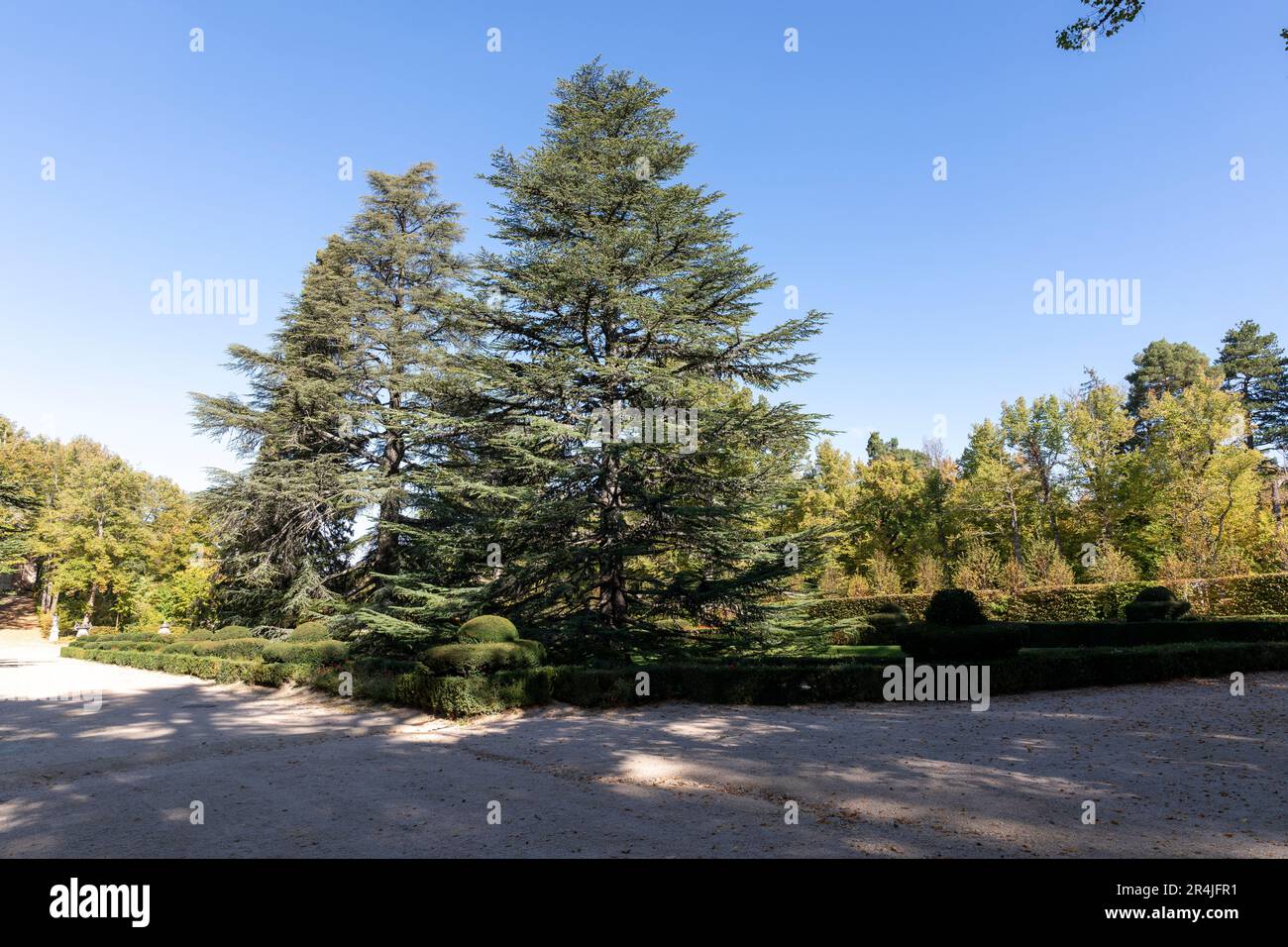 Crossroads with two large pine trees in the center of the picture in ...