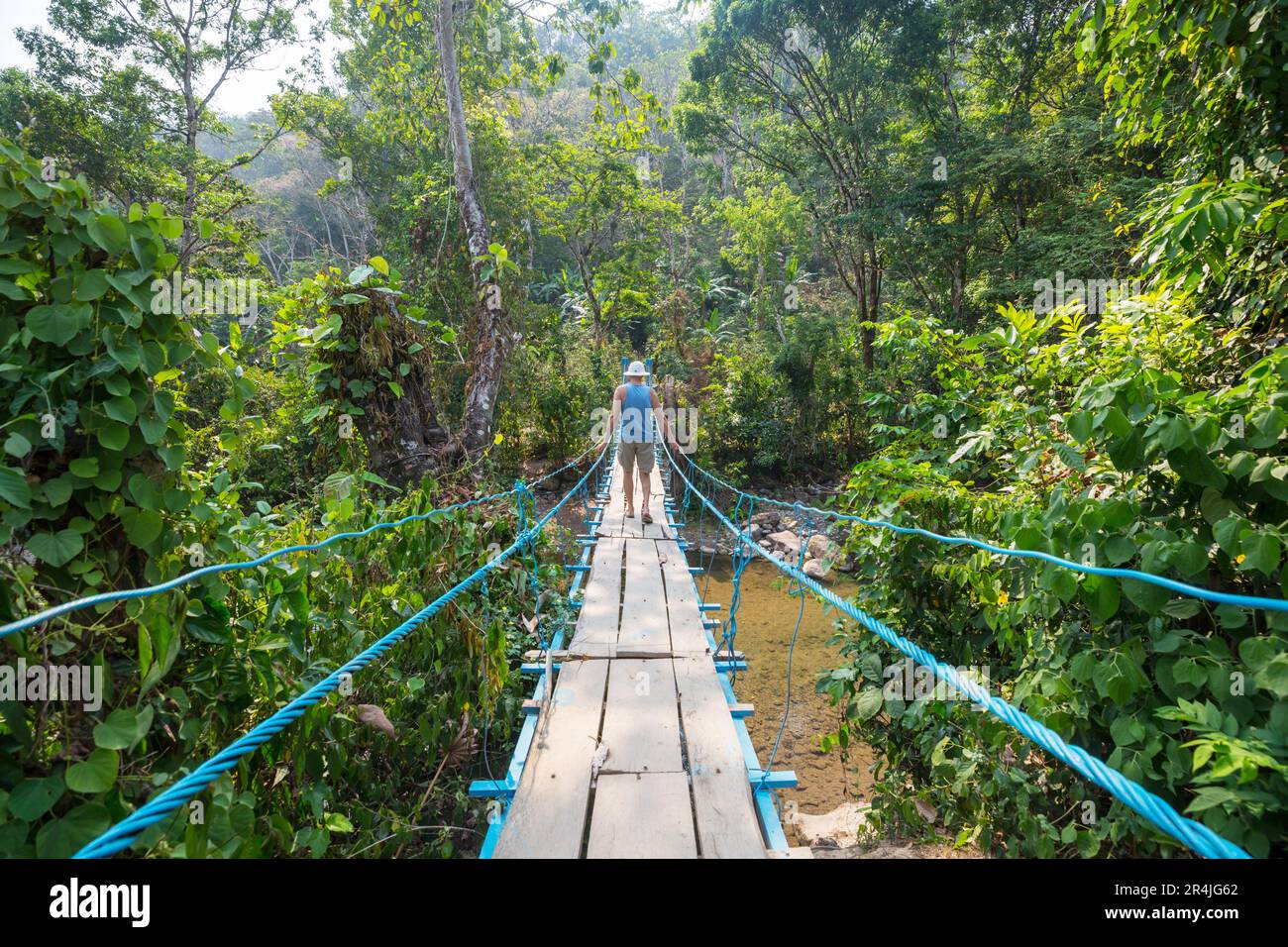 Tourist on the suspension bridge in tropical jungle, Honduras Stock ...