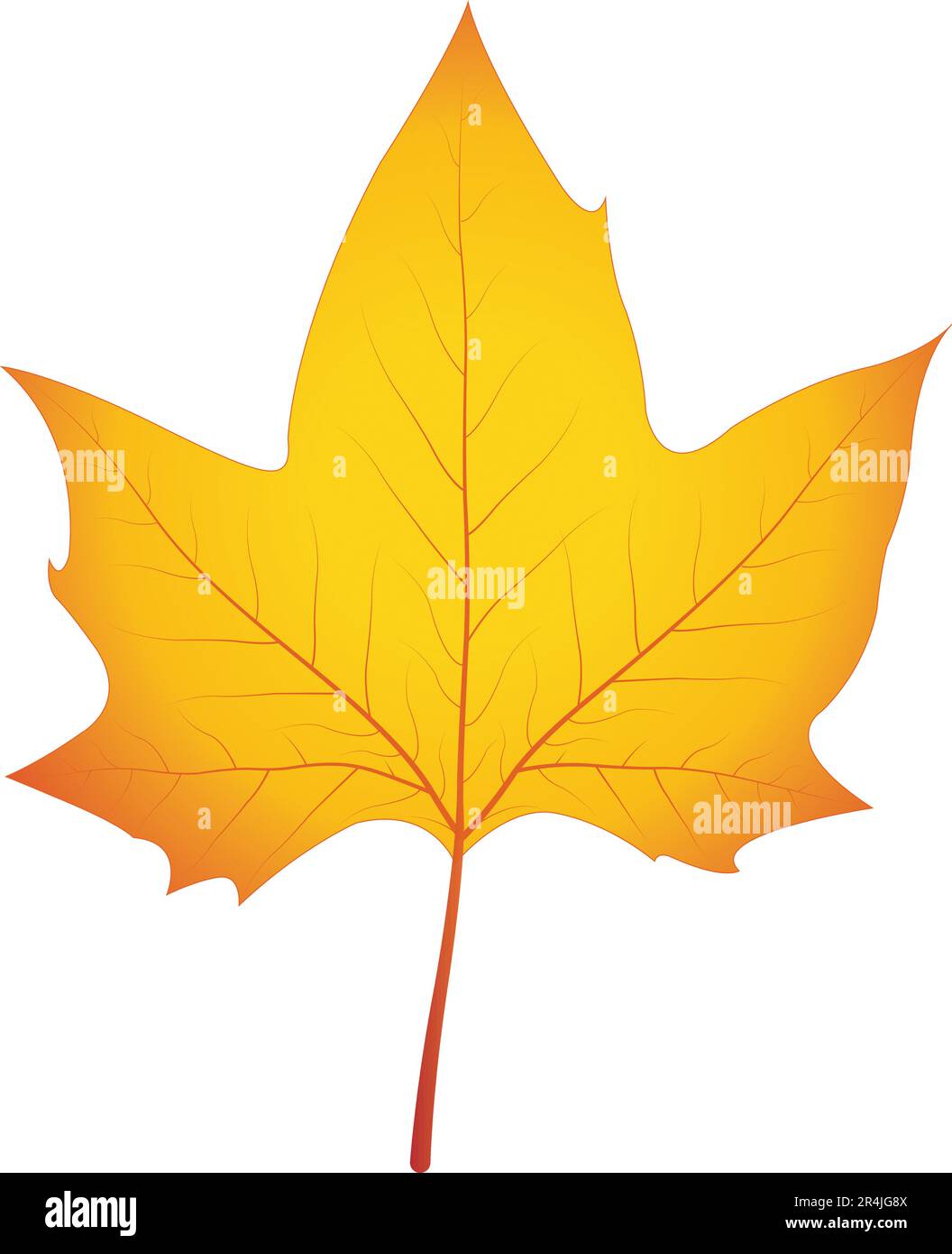 Autumn leaf colour Maple leaf Vector Illustration Stock Vector Image ...