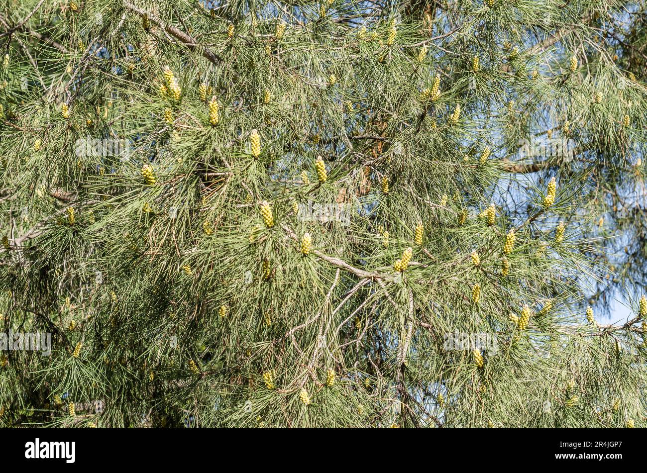 Mediterranean pine (Pinus halepensis) flowers in spring Stock Photo - Alamy