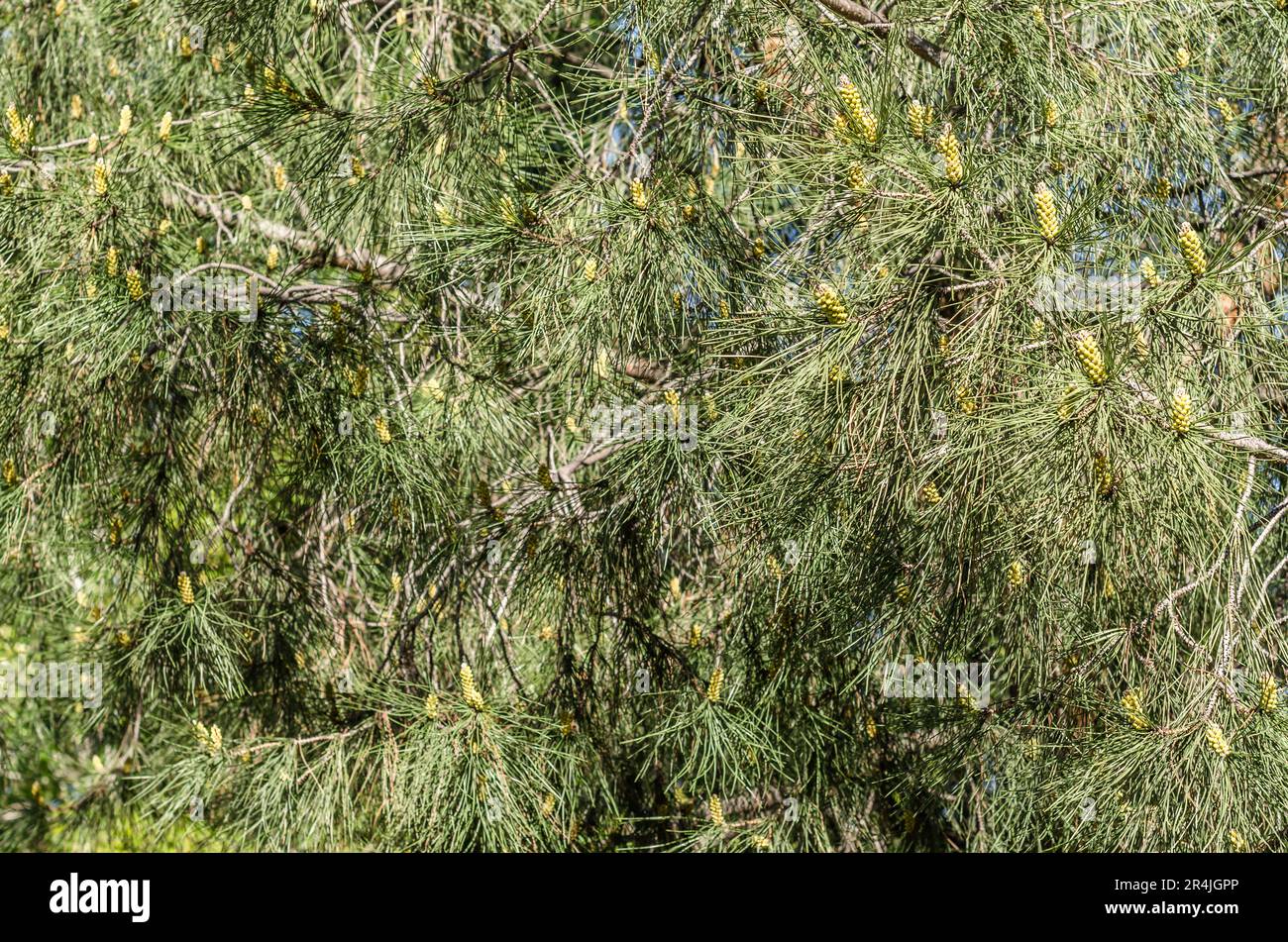 Mediterranean pine (Pinus halepensis) flowers in spring Stock Photo - Alamy