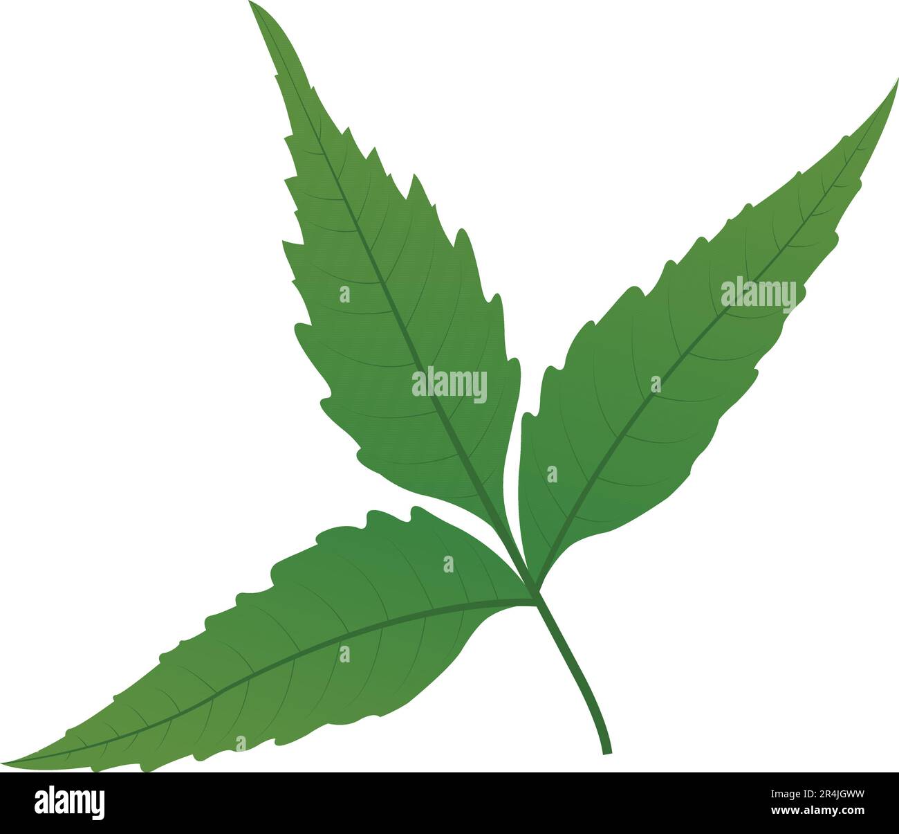 Neem Leaves vector Sketch Medicinal neem leaves in mortar and pestle ...