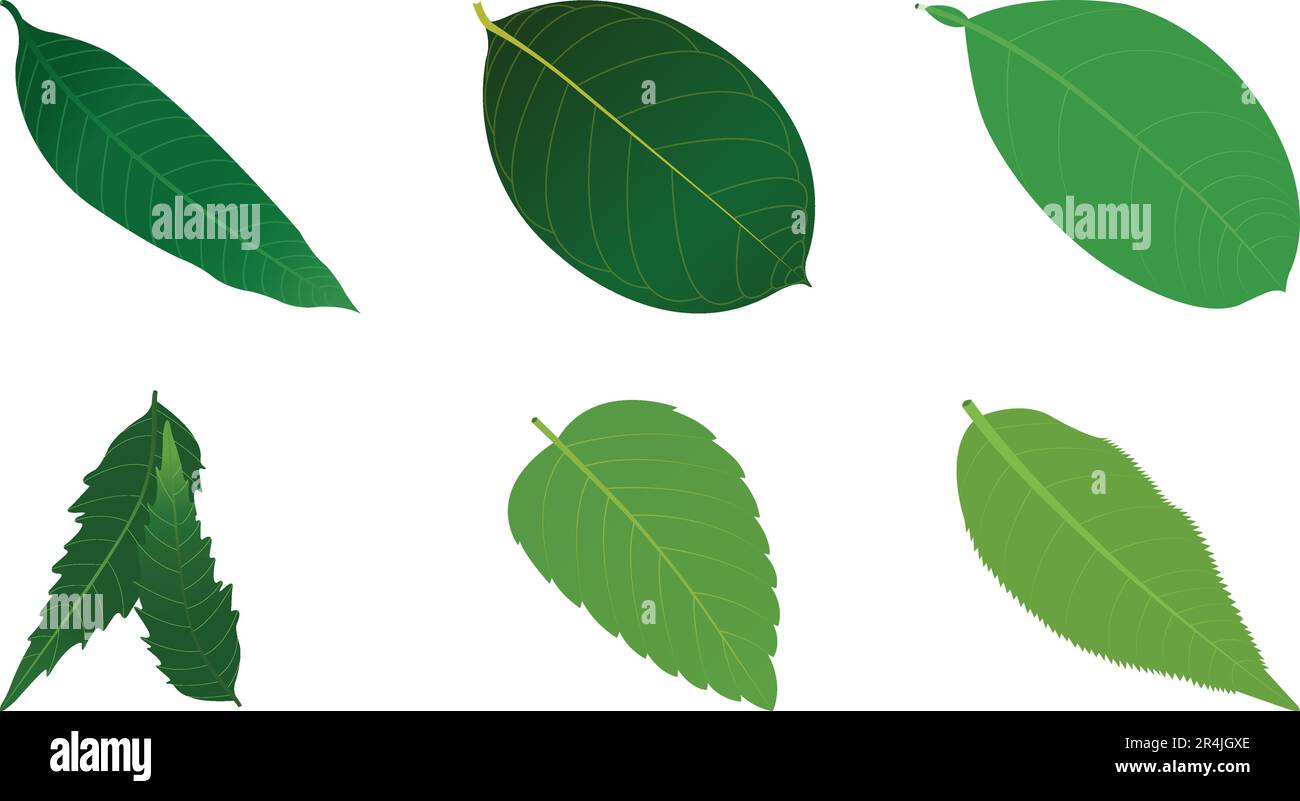 Leaves of jackfruit, mango, Tulsi, lemon, neem Stock Vector Image & Art ...