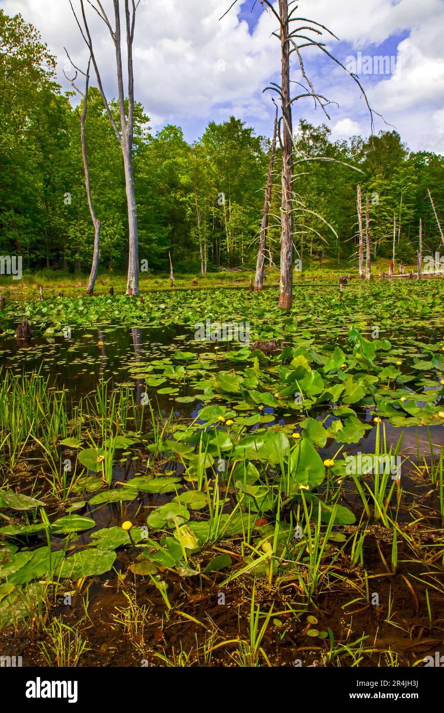 A eutrophic beaver created pond in Pennsylvania's Pocono Mountains ...
