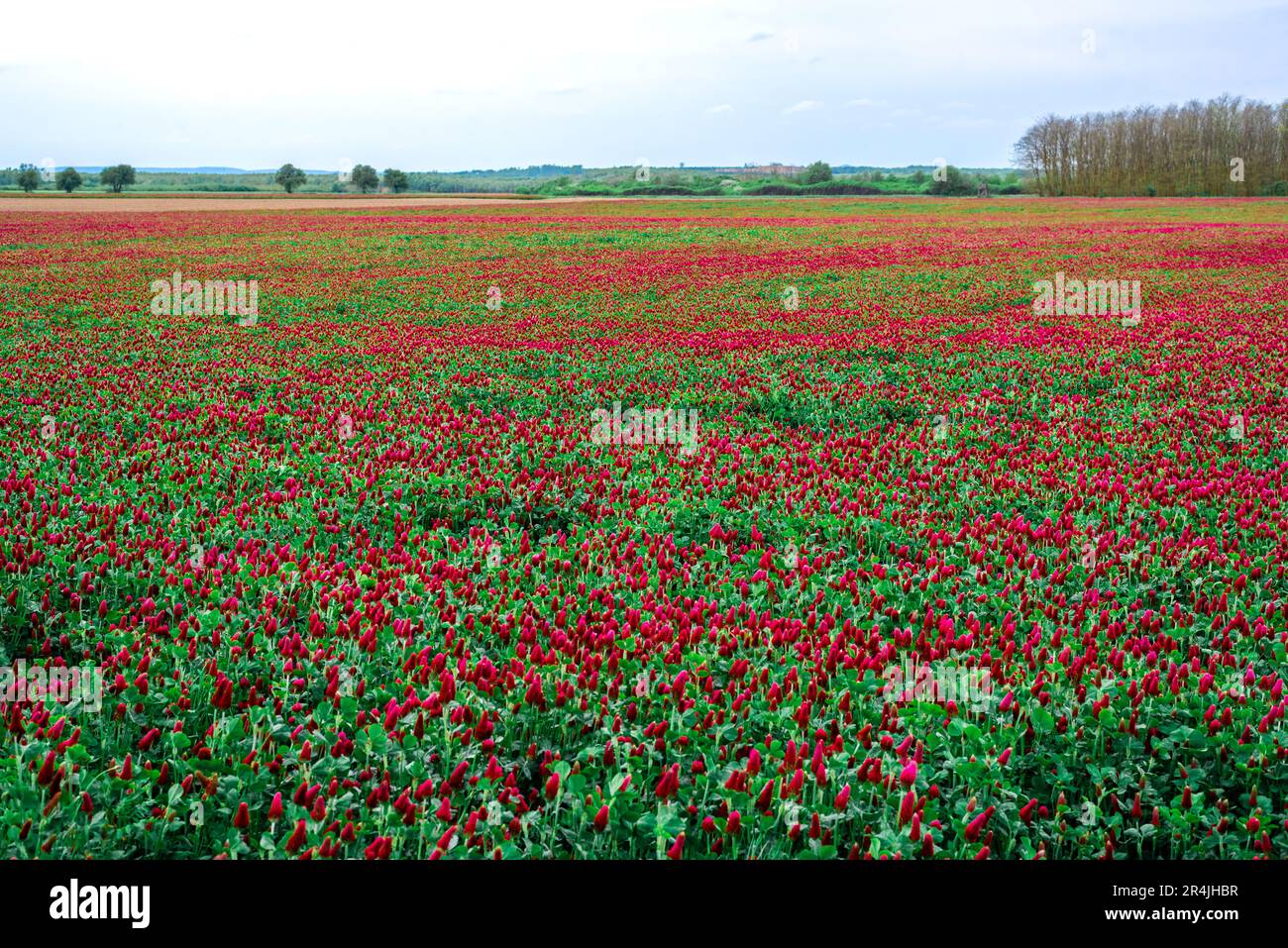 Landscape. Trifolium incarnatum, known as crimson clover or Italian ...