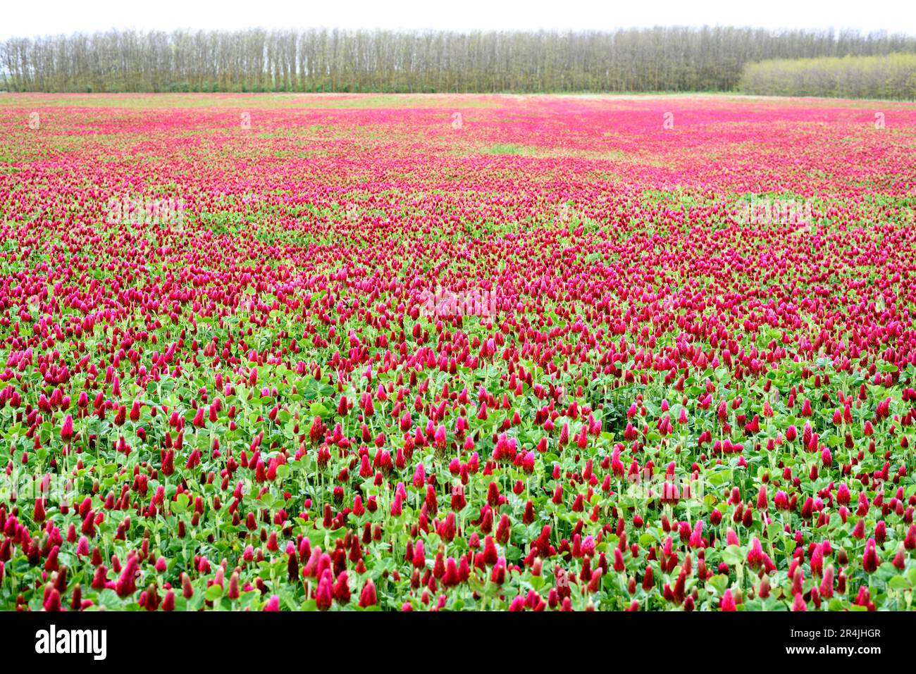 Landscape. Trifolium incarnatum, known as crimson clover or Italian ...