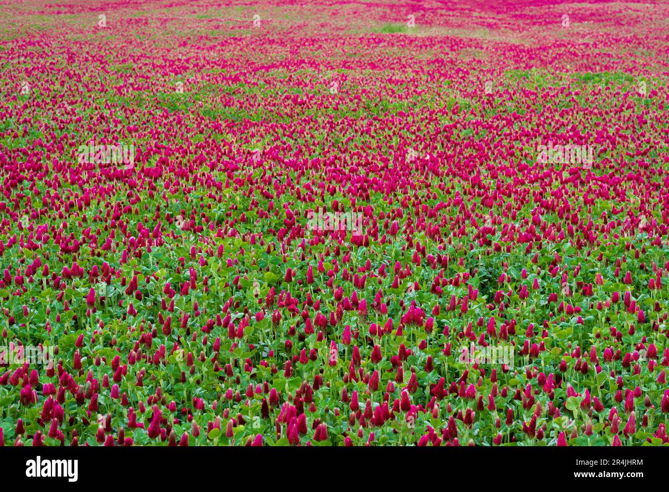 Landscape. Trifolium incarnatum, known as crimson clover or Italian ...