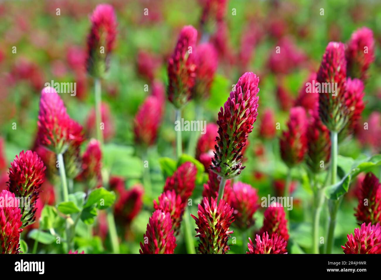 Beautiful red flowers. Spring nature background. Clover incarnate ...