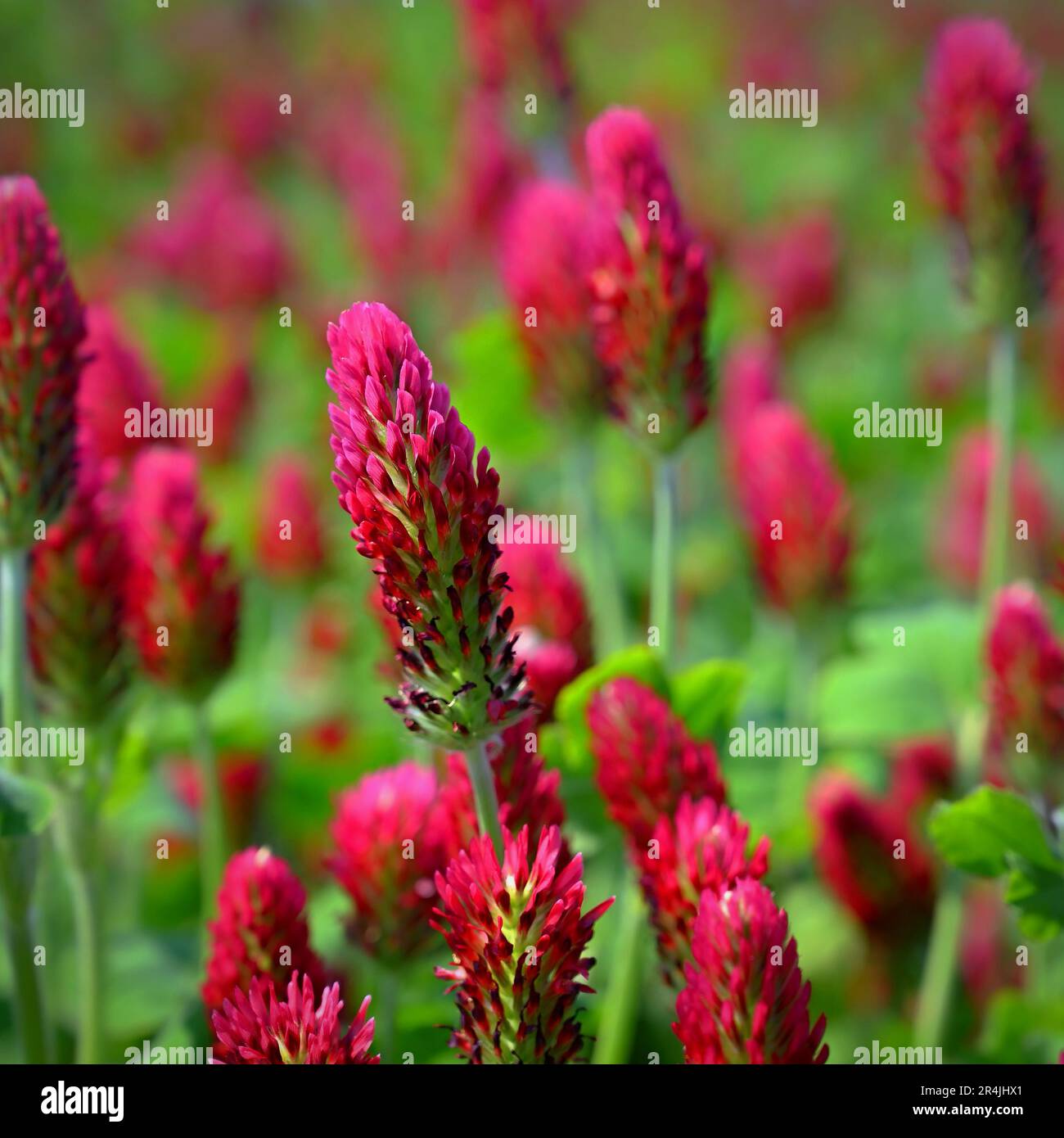 Beautiful red flowers. Spring nature background. Clover incarnate ...