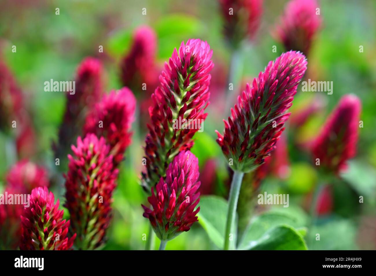 Beautiful red flowers. Spring nature background. Clover incarnate ...