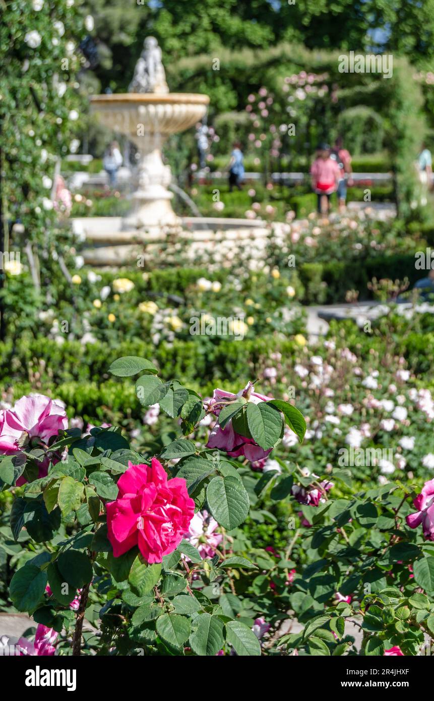 Beautiful rose garden in blossom, summer background Stock Photo - Alamy