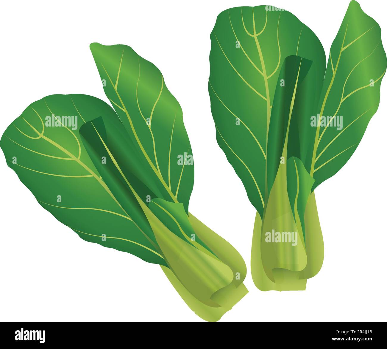 Lettuce realistic vector illustration Stock Vector Image & Art - Alamy