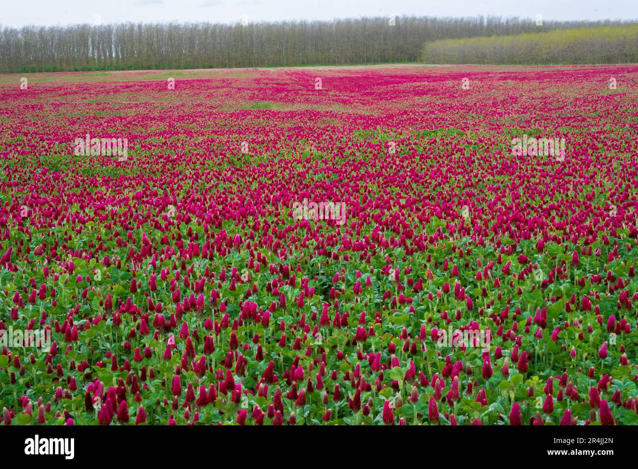 Landscape. Trifolium incarnatum, known as crimson clover or Italian ...
