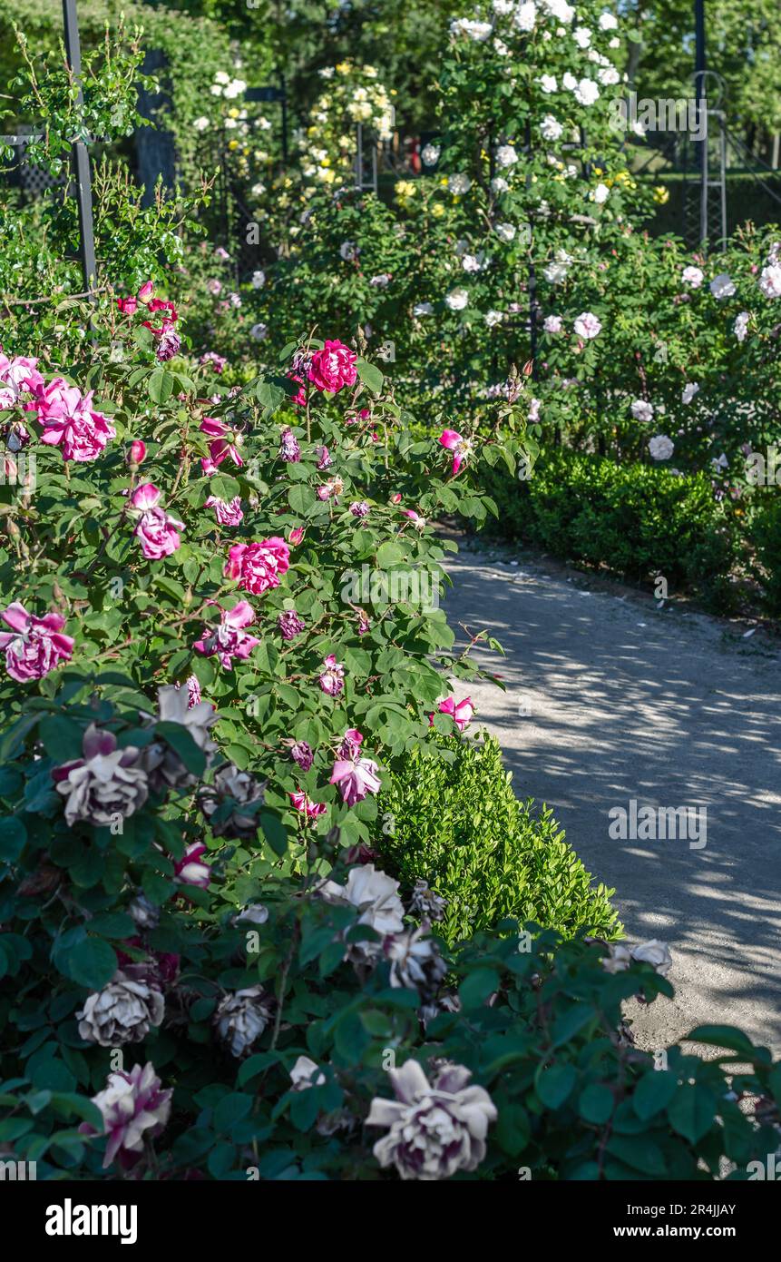 Beautiful rose garden in blossom, summer background Stock Photo - Alamy
