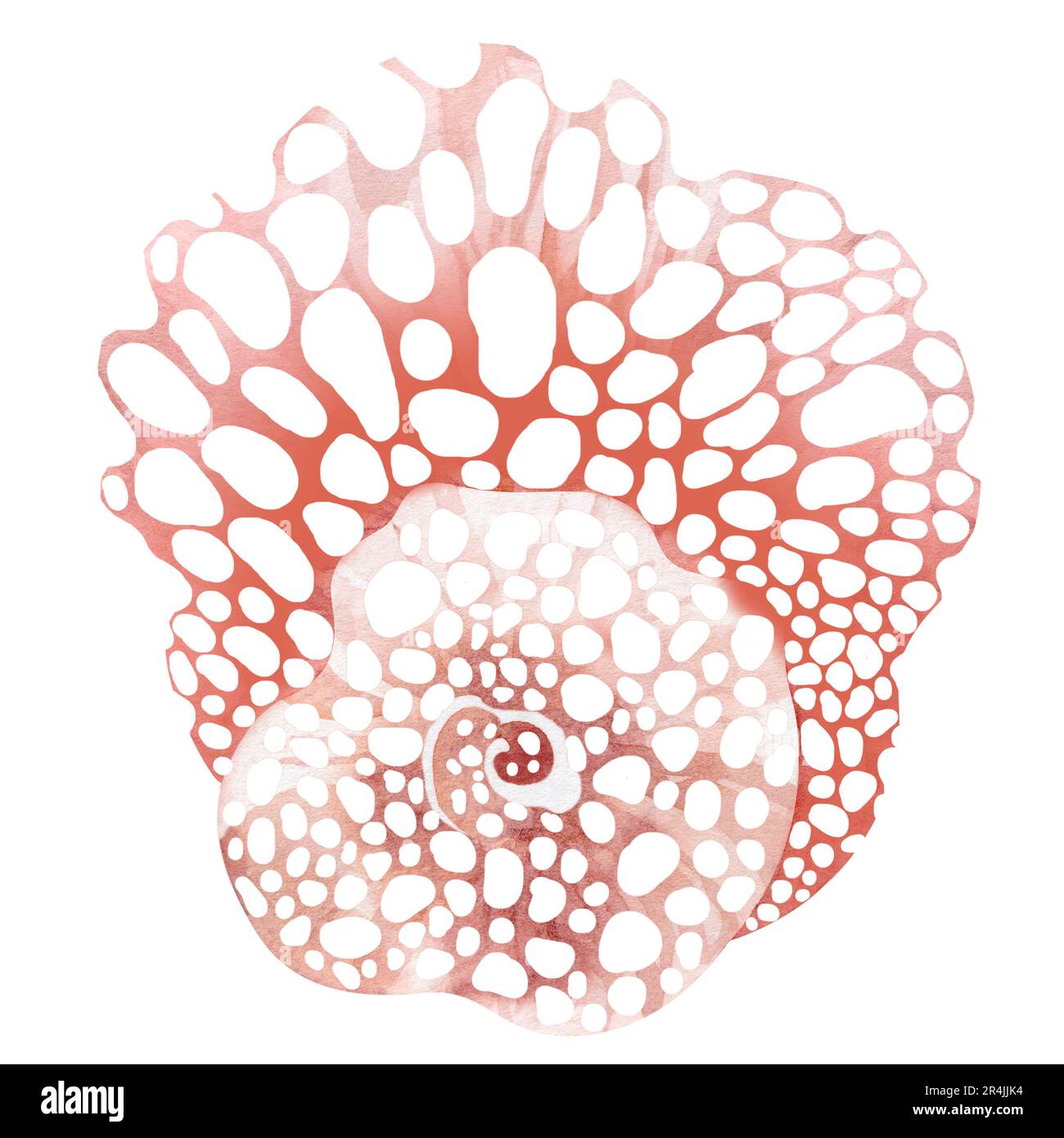 Set of Seashells on isolated white background, watercolor illustration ...