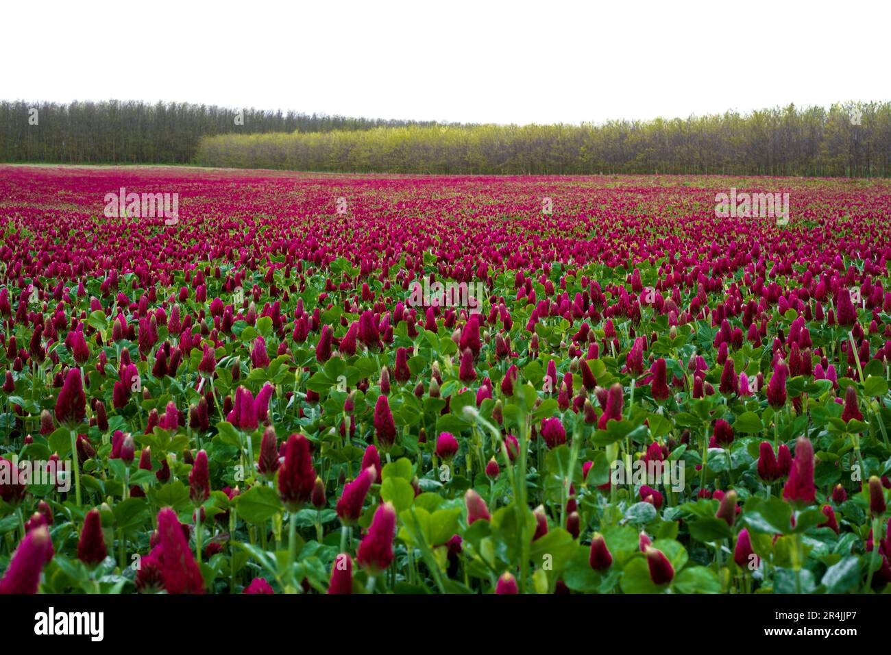 Landscape. Trifolium incarnatum, known as crimson clover or Italian ...