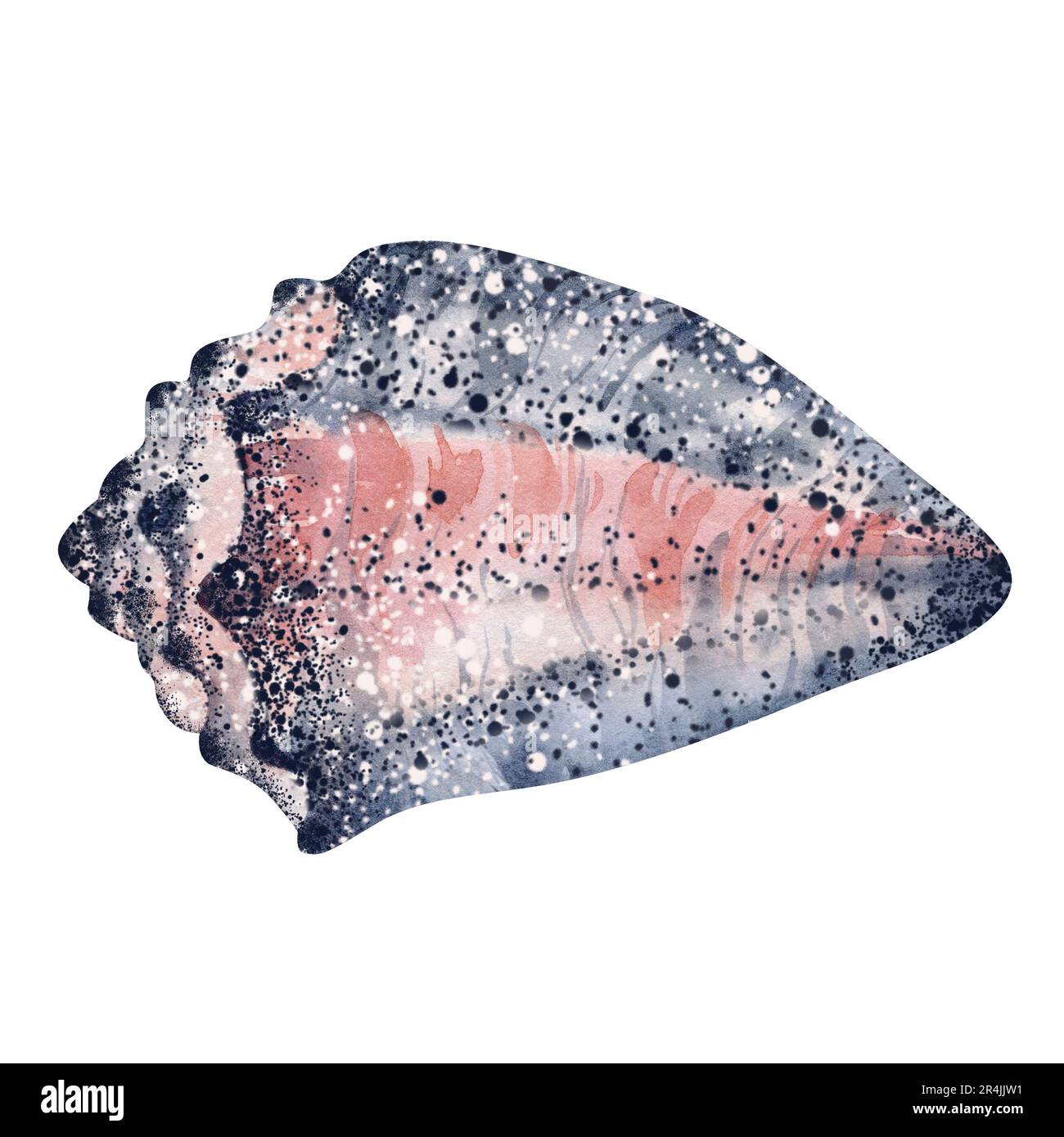 Set of Seashells on isolated white background, watercolor illustration ...