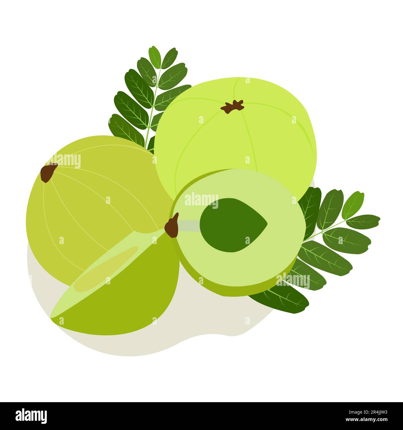 Amla vector illustrations amlocy fruit vector vector amloki fruit Stock ...