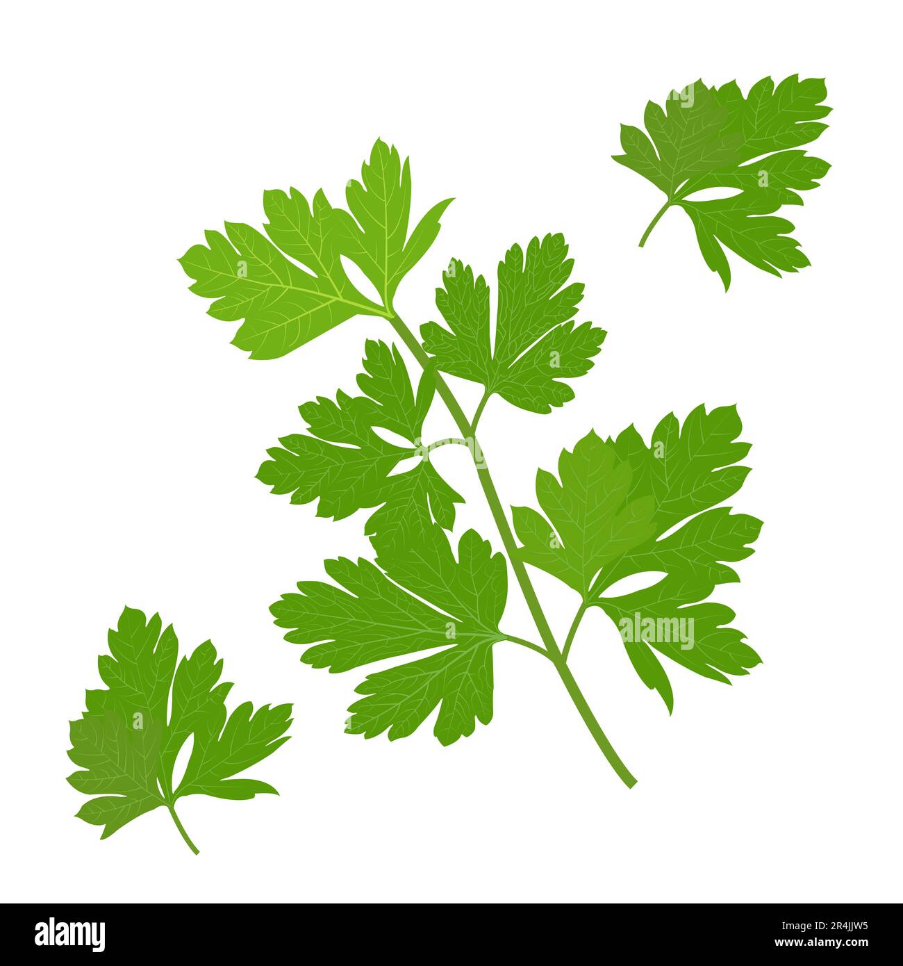 Presley leaf, green parsley leave Vector Illustration Stock Vector ...