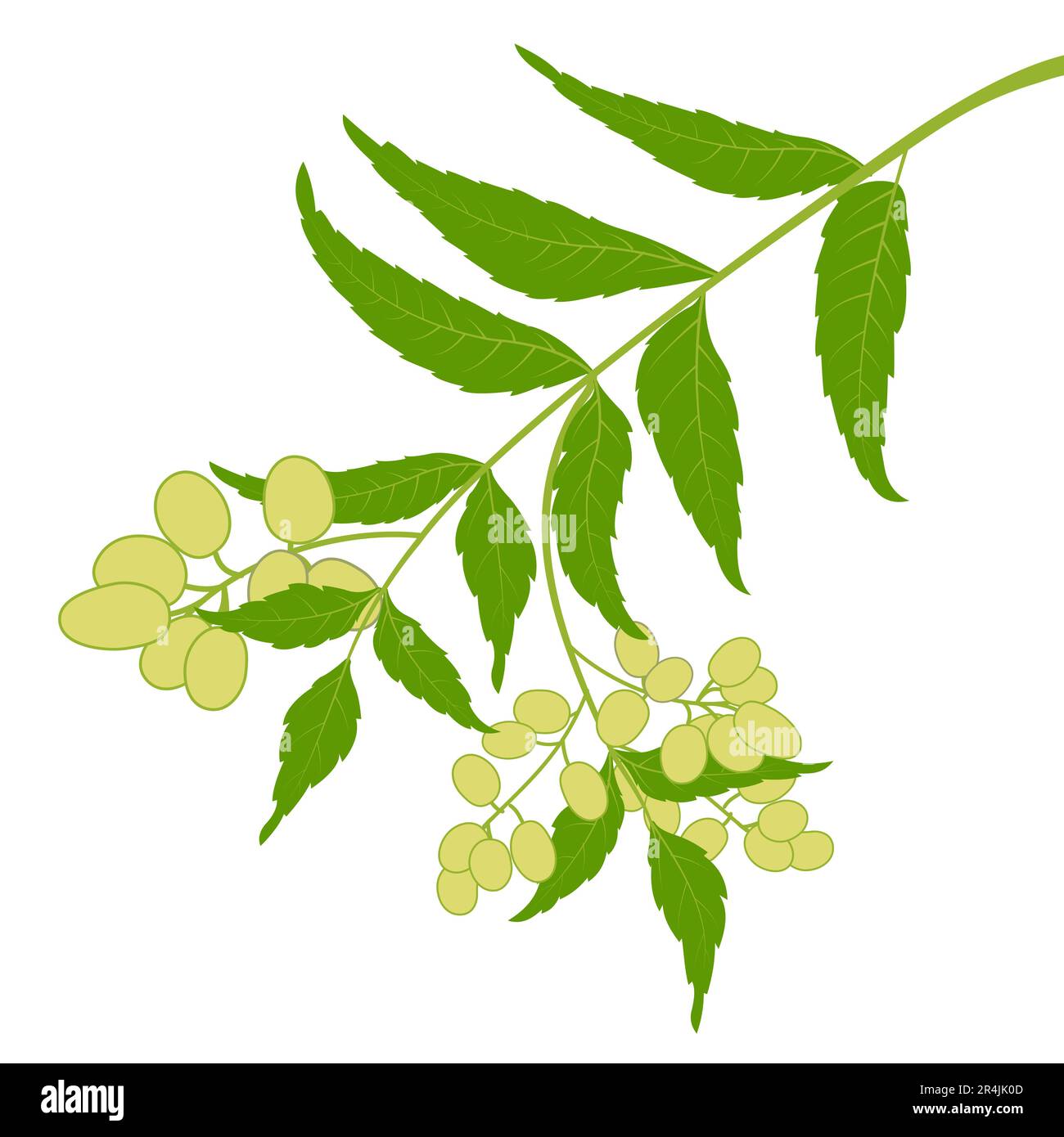 medicinal tree ayurvedic Herb Vector illustrations Stock Vector Image ...