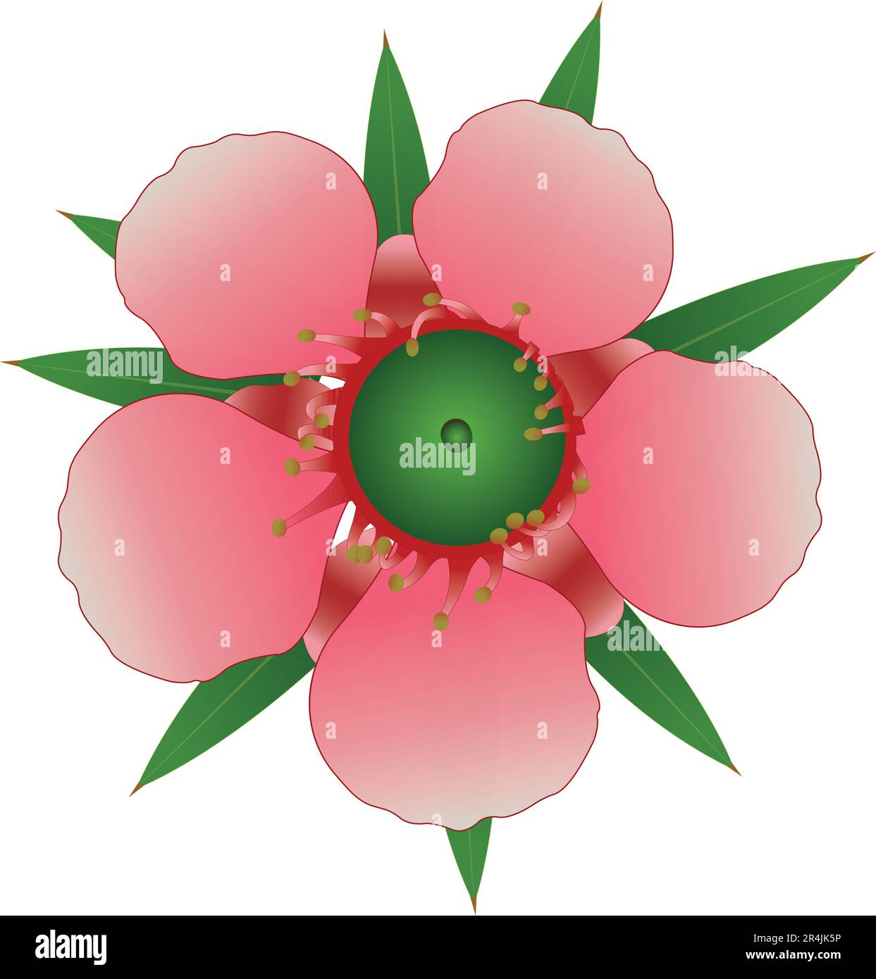 Manuka Stock Vector Images - Alamy