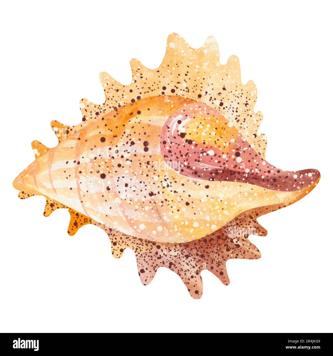 Set of Seashells on isolated white background, watercolor illustration ...