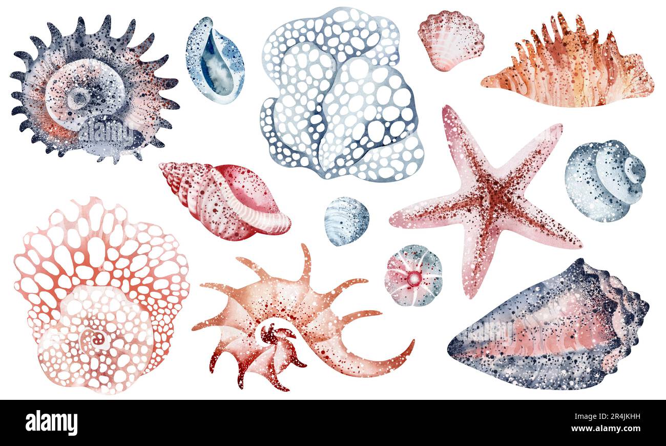 Set of Seashells on isolated white background, watercolor illustration ...