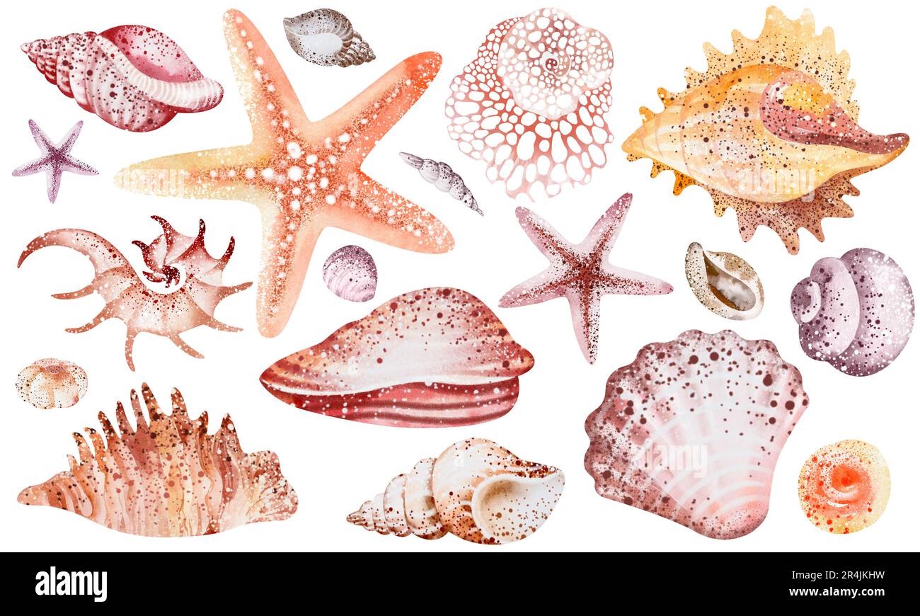 Set of Seashells on isolated white background, watercolor illustration ...
