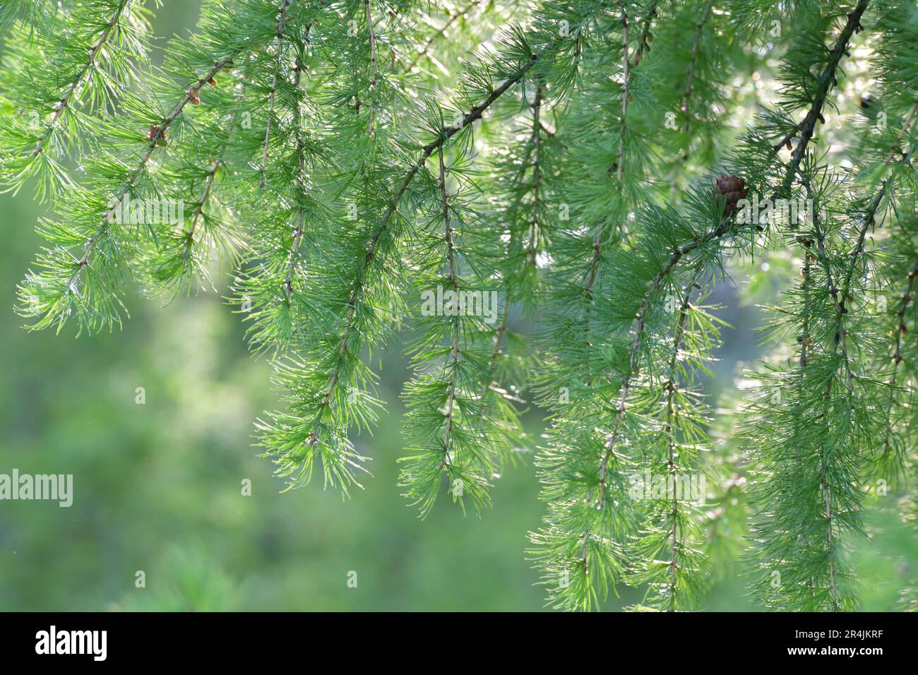 Larch branches in spring in backlight Stock Photo - Alamy